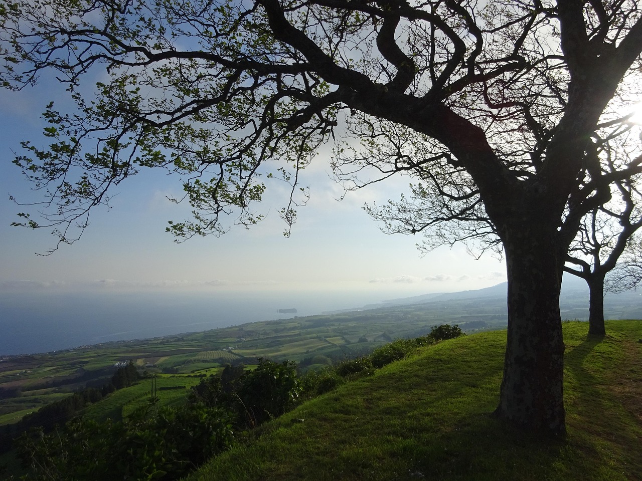 Arbre Sur Le Terrain - Photo gratuite sur Pixabay - Pixabay