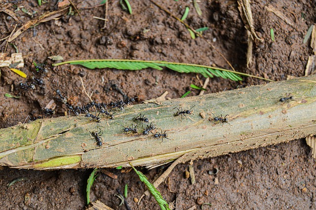 Fourmis Noires Animaux Insecte - Photo gratuite sur Pixabay - Pixabay