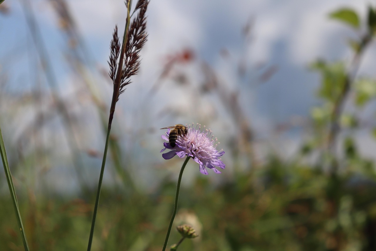 Biene Honig Blume - Kostenloses Foto auf Pixabay - Pixabay