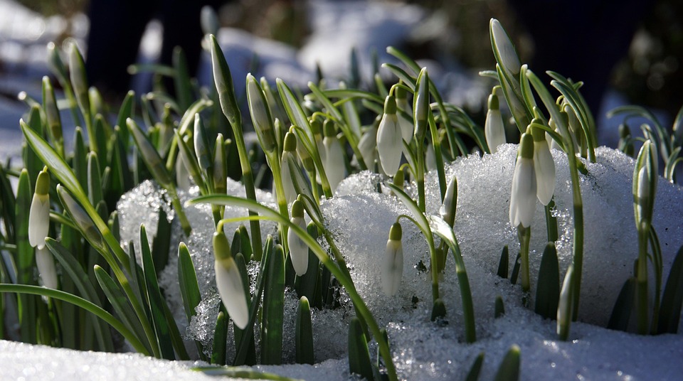 Snowdrop Winter Ice Cream - Free photo on Pixabay - Pixabay
