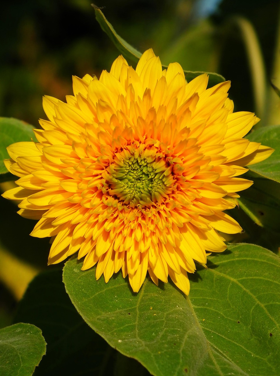 Bunga Matahari Kuning - Foto gratis di Pixabay - Pixabay