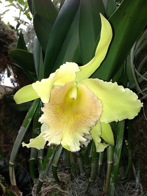 Orchid Kuning Anggrek Ruffle - Foto gratis di Pixabay - Pixabay