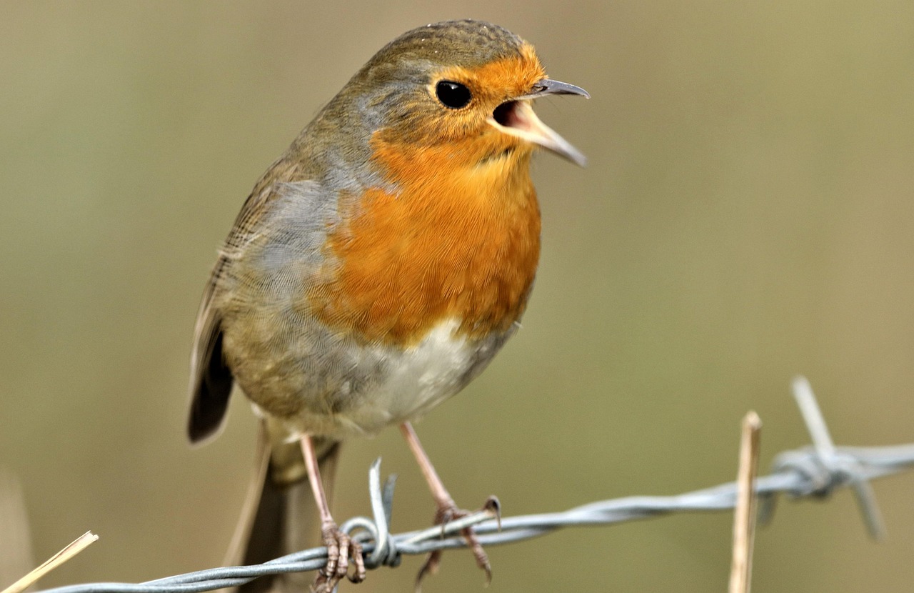 Rouge-Gorge Robin Redbreast Oiseau - Photo gratuite sur Pixabay - Pixabay