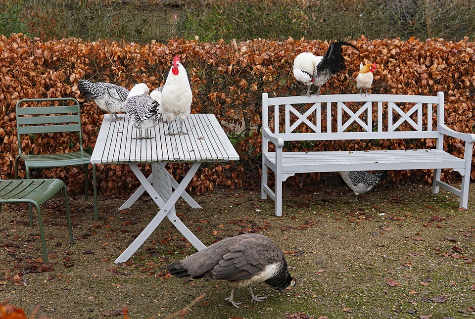 Poulets La Volaille Tableau - Photo gratuite sur Pixabay - Pixabay