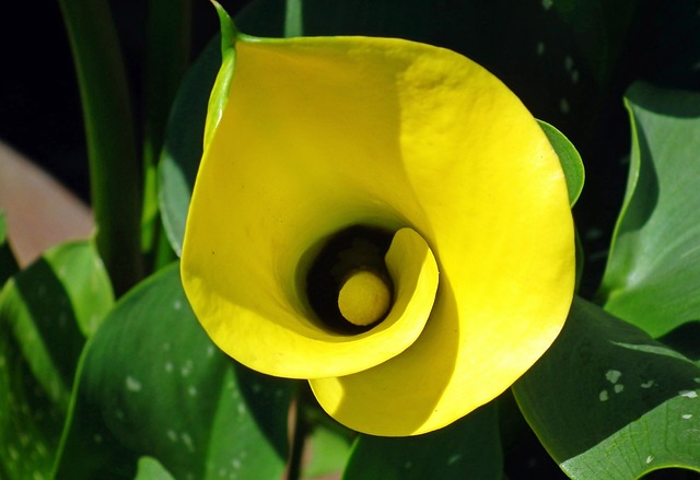 Calla Flower Yellow - Free photo on Pixabay