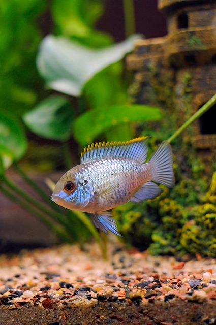 Acara Bleu Andinoacara Pulcher - Photo gratuite sur Pixabay - Pixabay