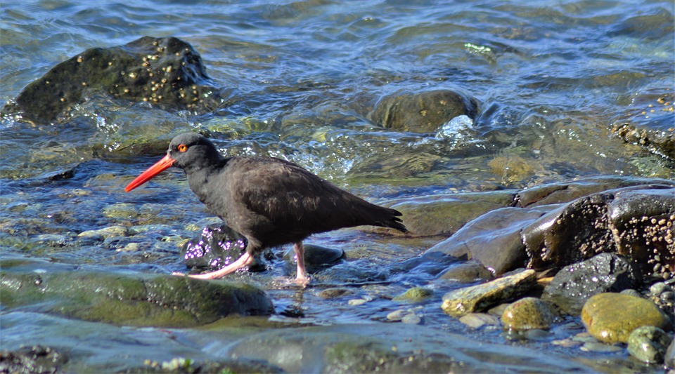 Oyster Cracker Bird: American Oystercatcher – SSKEHG