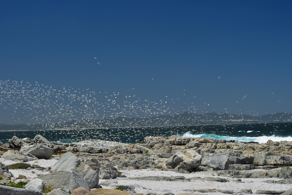 Oceano Rocas Hermanus - Foto gratis en Pixabay - Pixabay