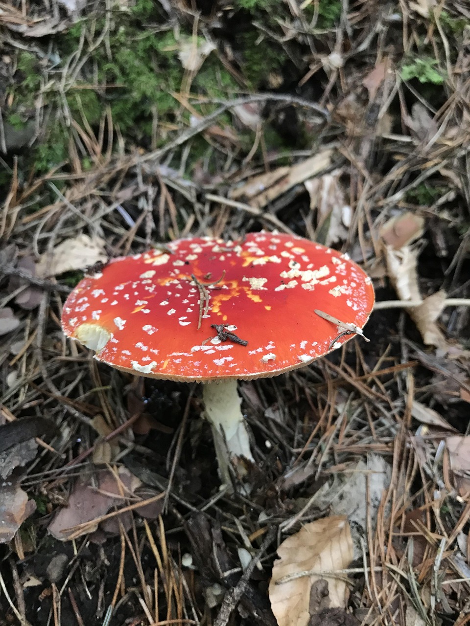 Amanite Muscaria Nature Champignon - Photo gratuite sur Pixabay - Pixabay