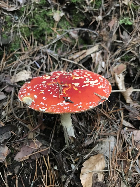 Amanite Muscaria Nature Champignon - Photo gratuite sur Pixabay - Pixabay