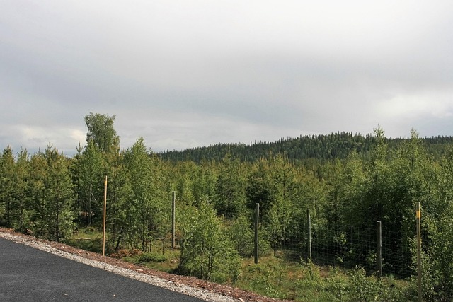 Finland Taiga Finland-Russia - Free photo on Pixabay - Pixabay