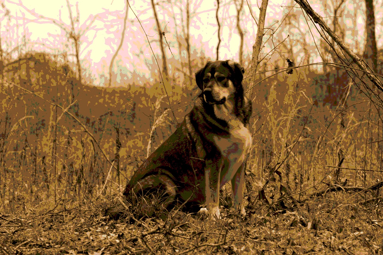 Motivational Dog Animal - Free photo on Pixabay - Pixabay