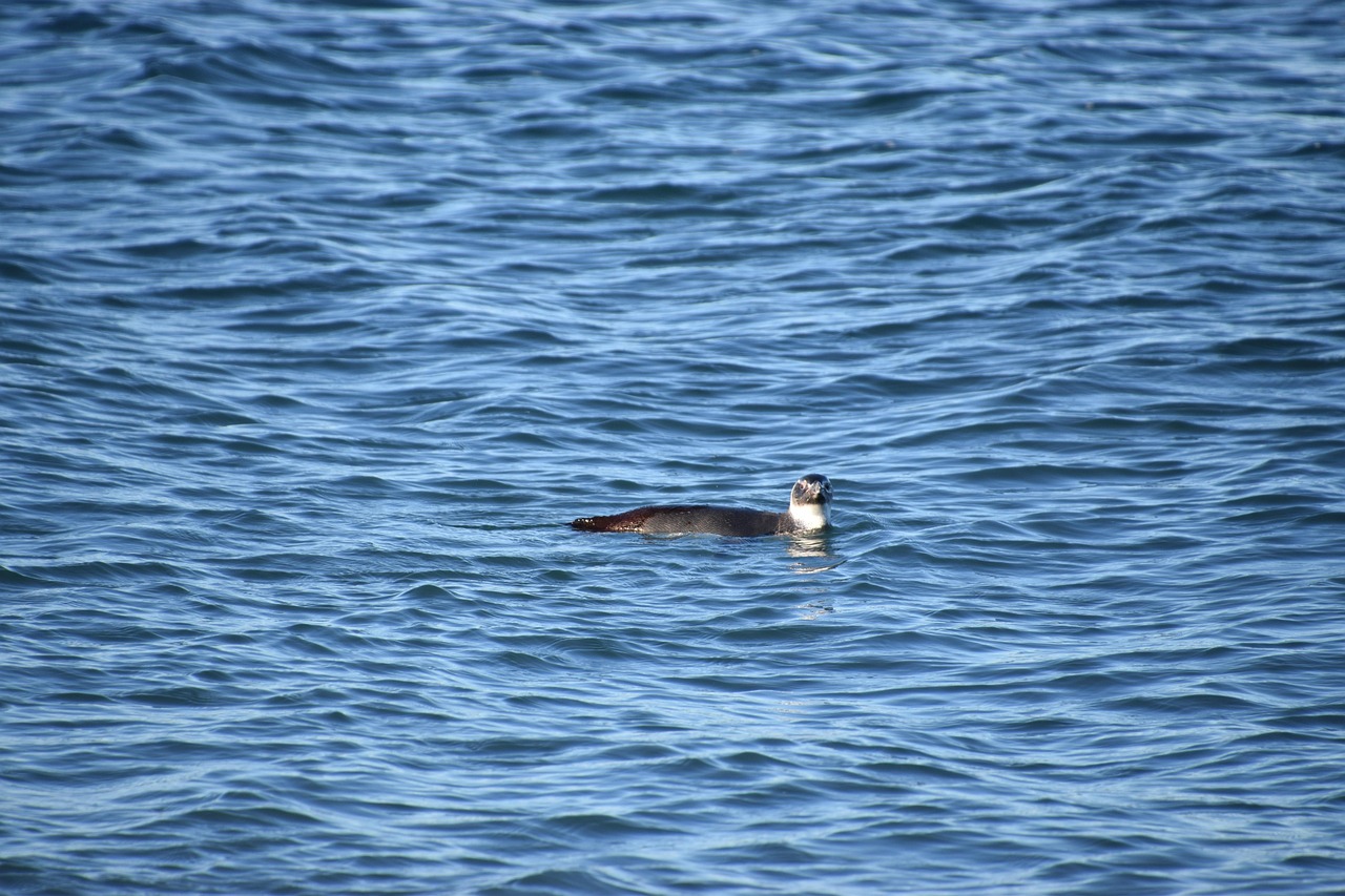 Pingouin Magellanique Puerto - Photo gratuite sur Pixabay - Pixabay