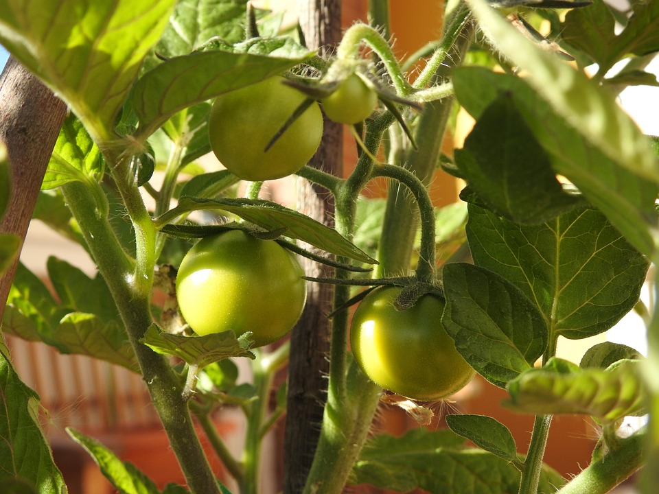 Nature Tomato Tomatoes - Free photo on Pixabay - Pixabay
