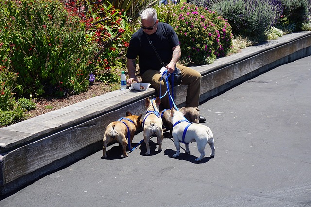 Pouco Cachorros - Foto gratuita no Pixabay - Pixabay
