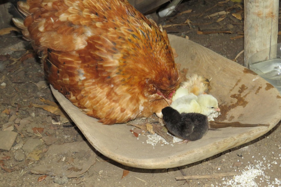 Gallina Polluelos - Free photo on Pixabay