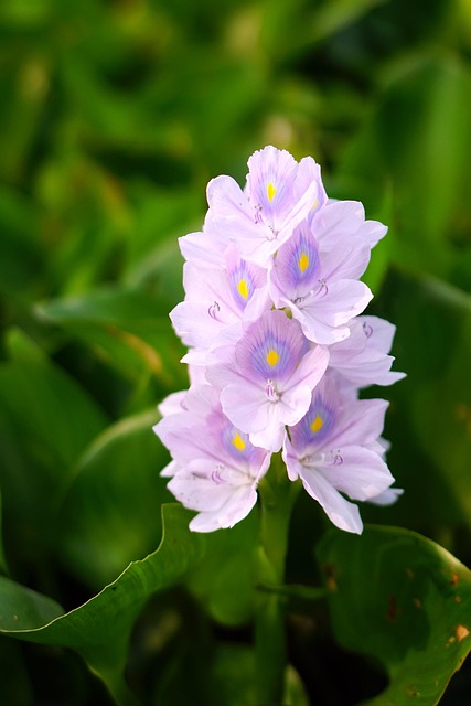 Bunga Eceng Gondok Ungu - Foto gratis di Pixabay - Pixabay