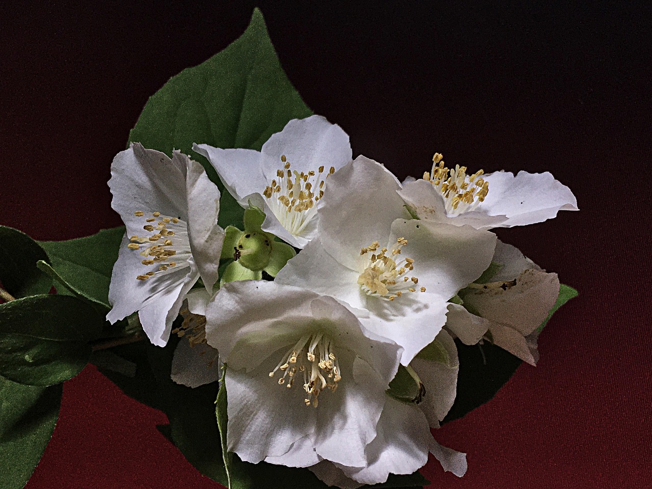 Weiße Blumen White - Kostenloses Foto auf Pixabay - Pixabay