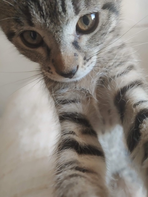 Gato Animal Pet - Free photo on Pixabay - Pixabay