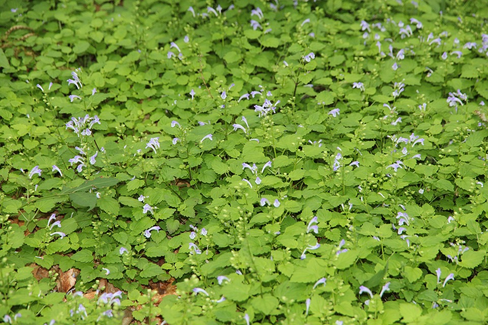 Floresta Primavera Ervas - Foto gratuita no Pixabay - Pixabay