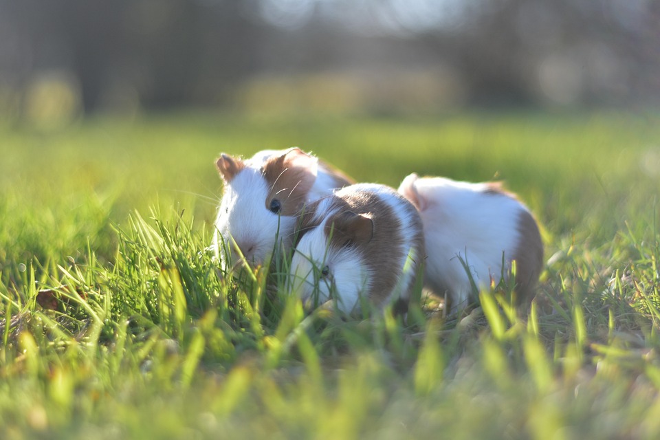 Mouse Family Nature - Free photo on Pixabay - Pixabay