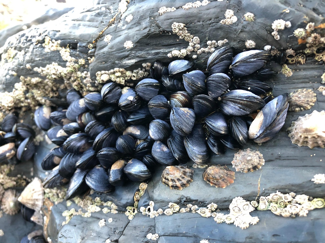 Mejillones Fruto De Mar Comida - Foto gratis en Pixabay - Pixabay