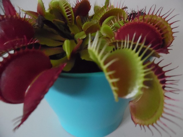 Venus Fly Trap Tanaman Pot - Foto gratis di Pixabay - Pixabay