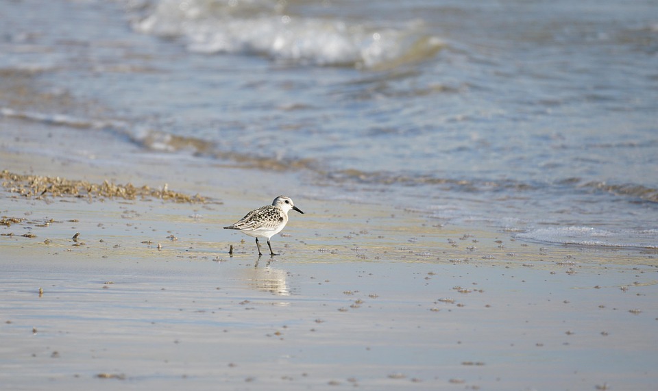 Sanderling Beach Bird - Free photo on Pixabay - Pixabay