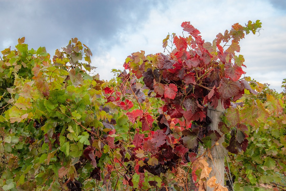 Wine Vineyard Growing - Free photo on Pixabay