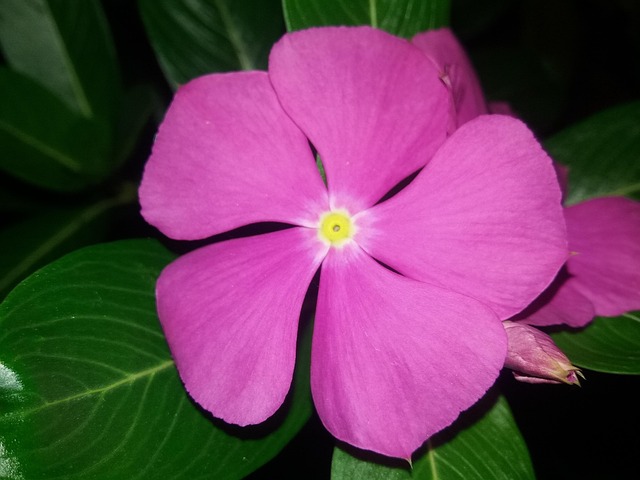 Plants Pink Flowers - Free photo on Pixabay - Pixabay