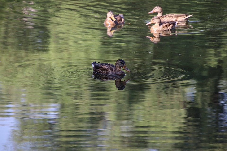 Canards Colverts Lac - Photo gratuite sur Pixabay - Pixabay