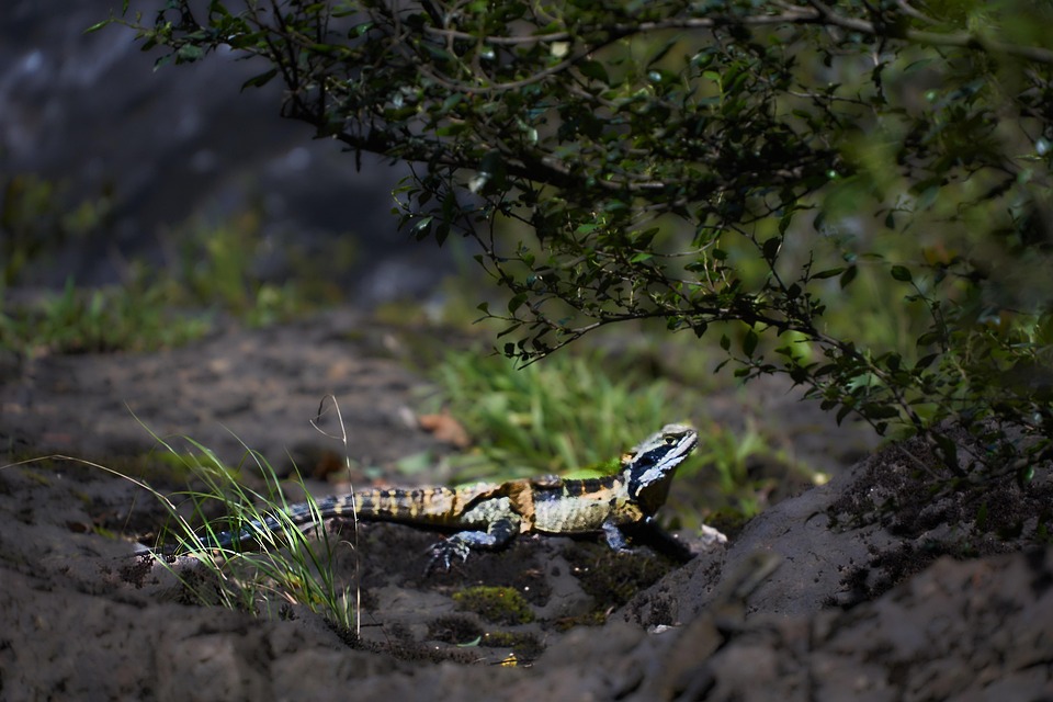 Kadal Reptil Alam - Foto gratis di Pixabay