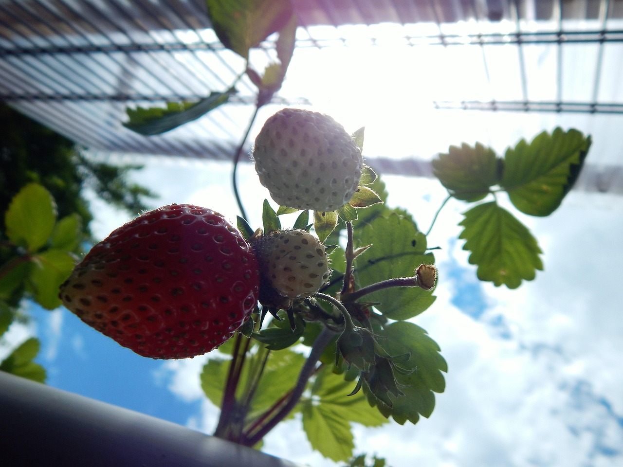 Erdbeere Sonnenschein Sommer - Kostenloses Foto auf Pixabay - Pixabay