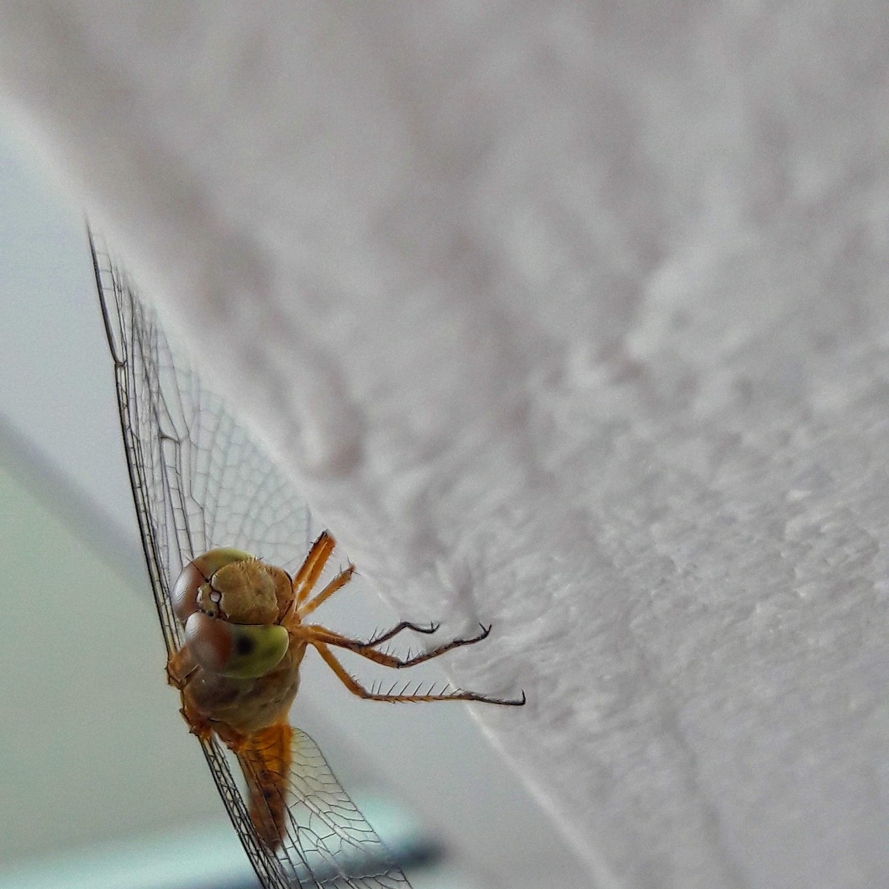 La Nature Blanche Insecte - Photo gratuite sur Pixabay - Pixabay
