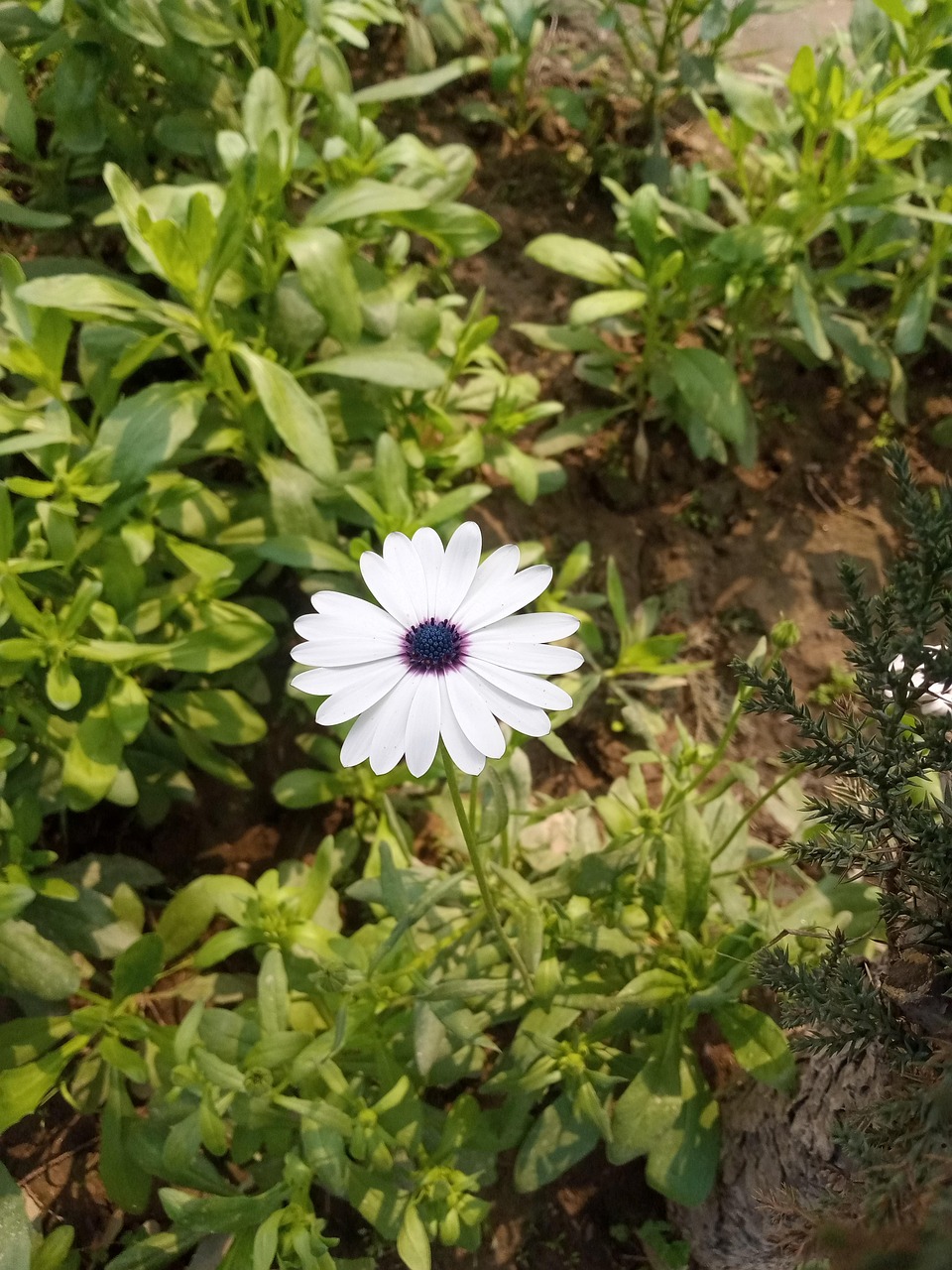 Planta Blanco Flores - Foto gratis en Pixabay - Pixabay