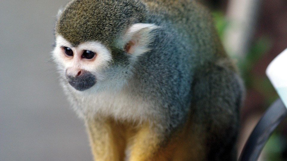Affe Niedlich - Kostenloses Foto auf Pixabay - Pixabay