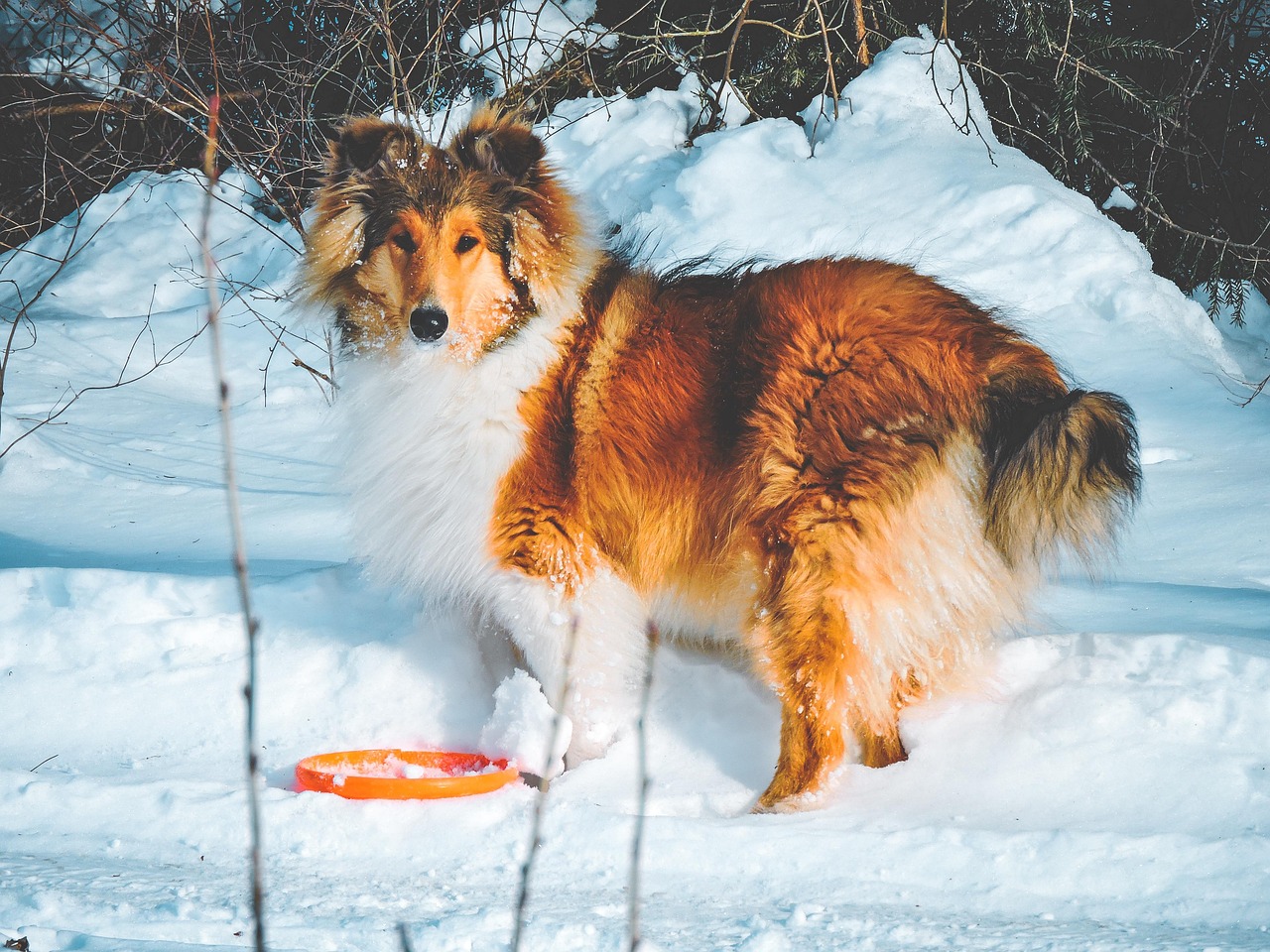 Adorable Cold Collie - Free photo on Pixabay