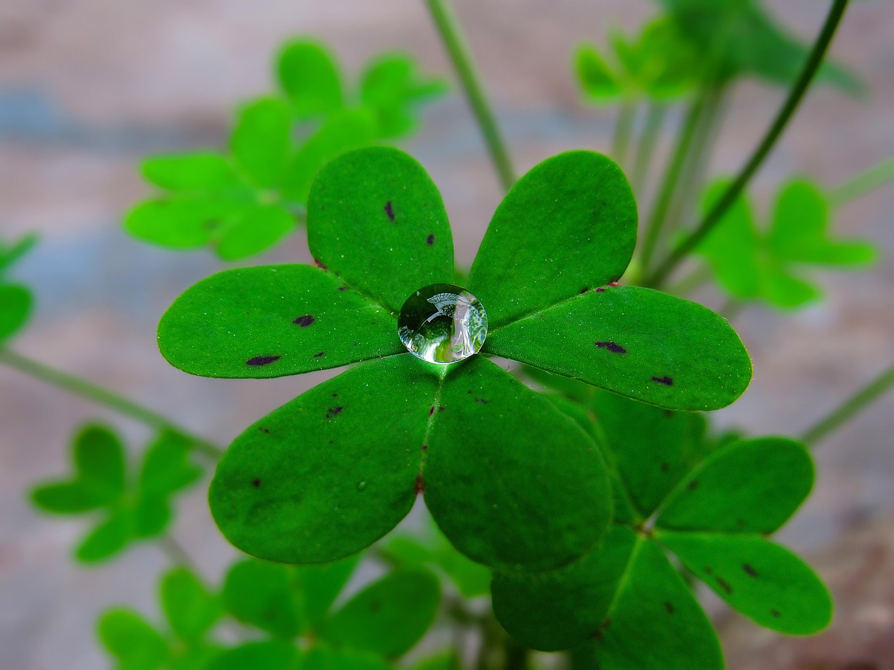 Drop Goutte D'Eau De Pluie - Photo gratuite sur Pixabay - Pixabay