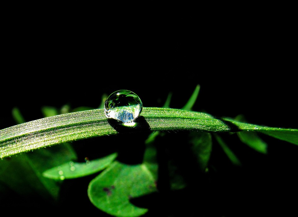 Drop Water Rain - Free photo on Pixabay