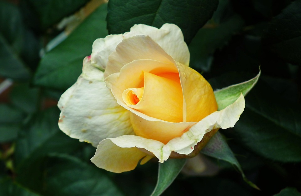 Rose Bloem Thee Dol Zijn - Gratis foto op Pixabay - Pixabay