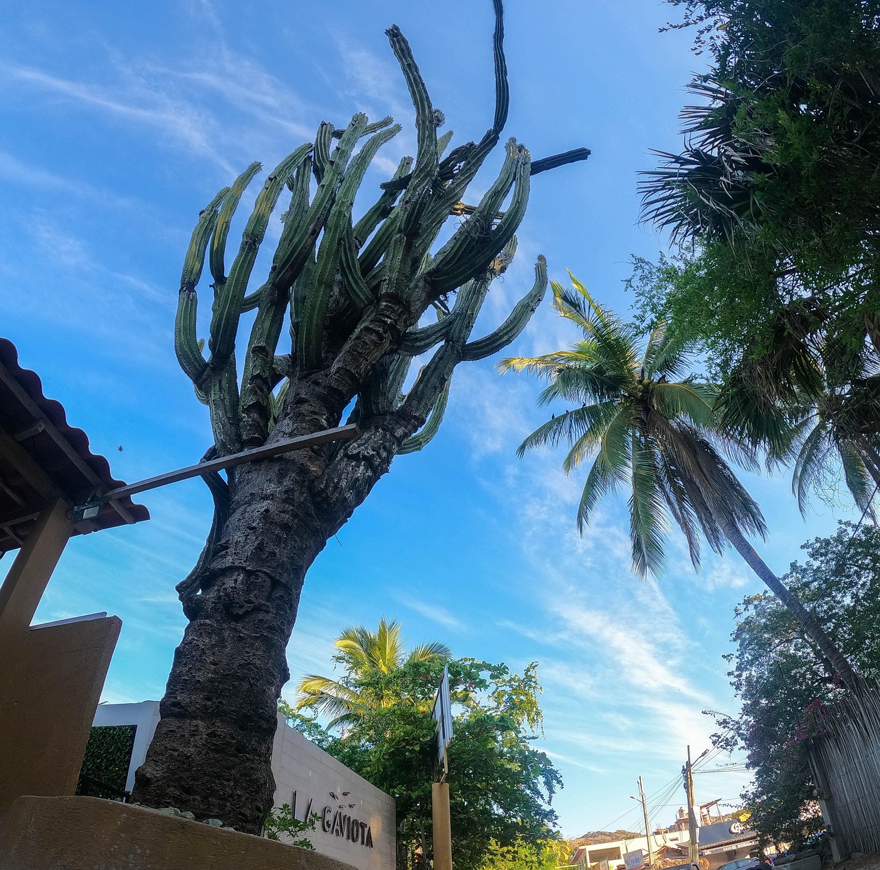 Arbre Cactus Paume - Photo gratuite sur Pixabay - Pixabay