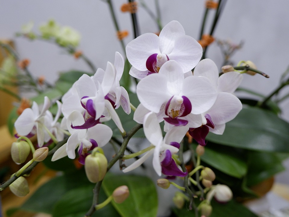 Orchids Orchid Flower - Free photo on Pixabay - Pixabay