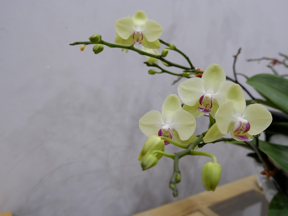 Orchids Orchid Flower - Free photo on Pixabay - Pixabay