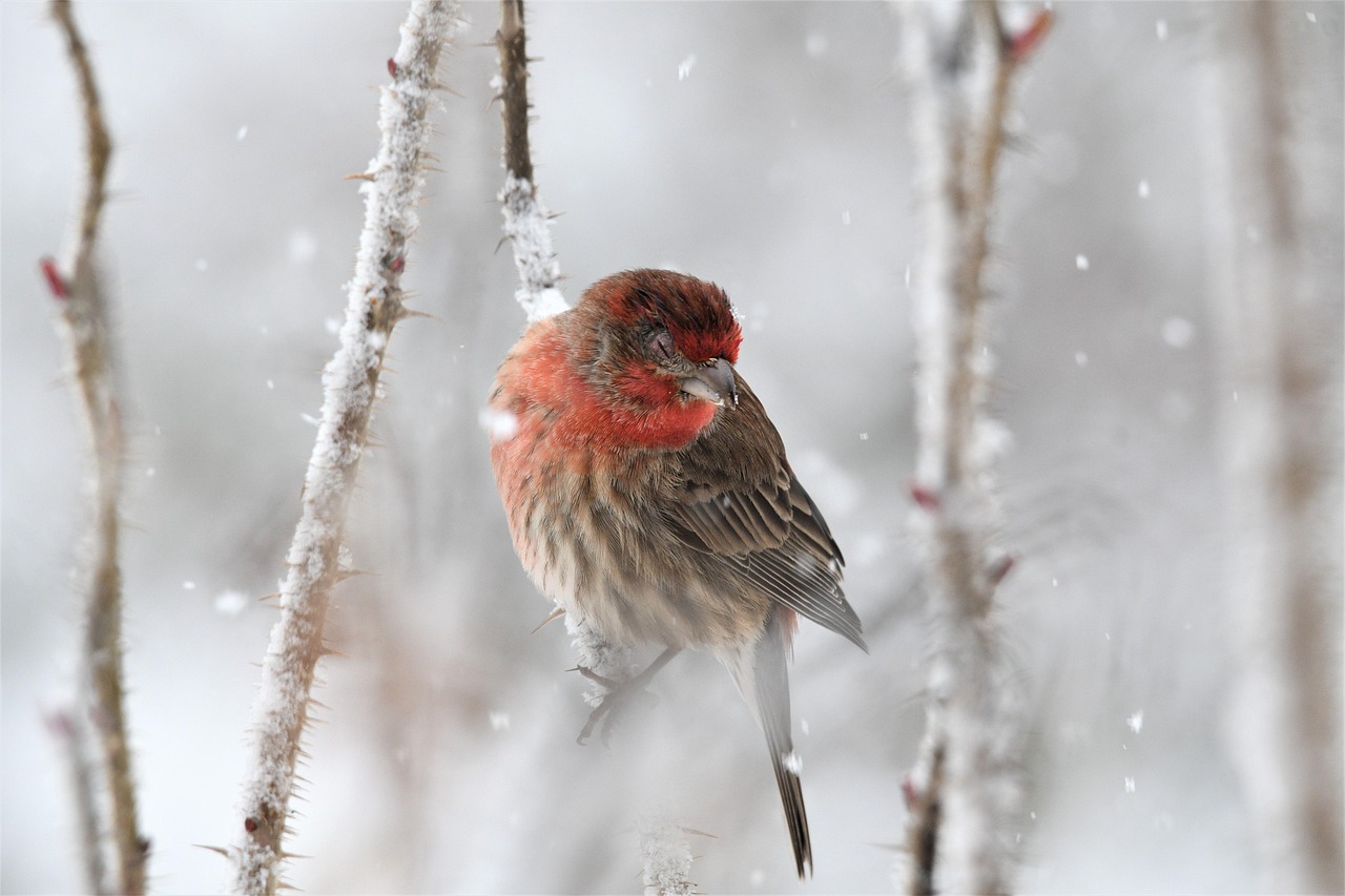 House Finch Male Injure - Free photo on Pixabay - Pixabay