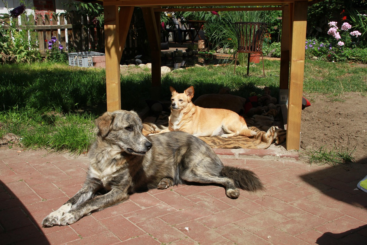 Anjing Gembala Romanian - Foto gratis di Pixabay - Pixabay