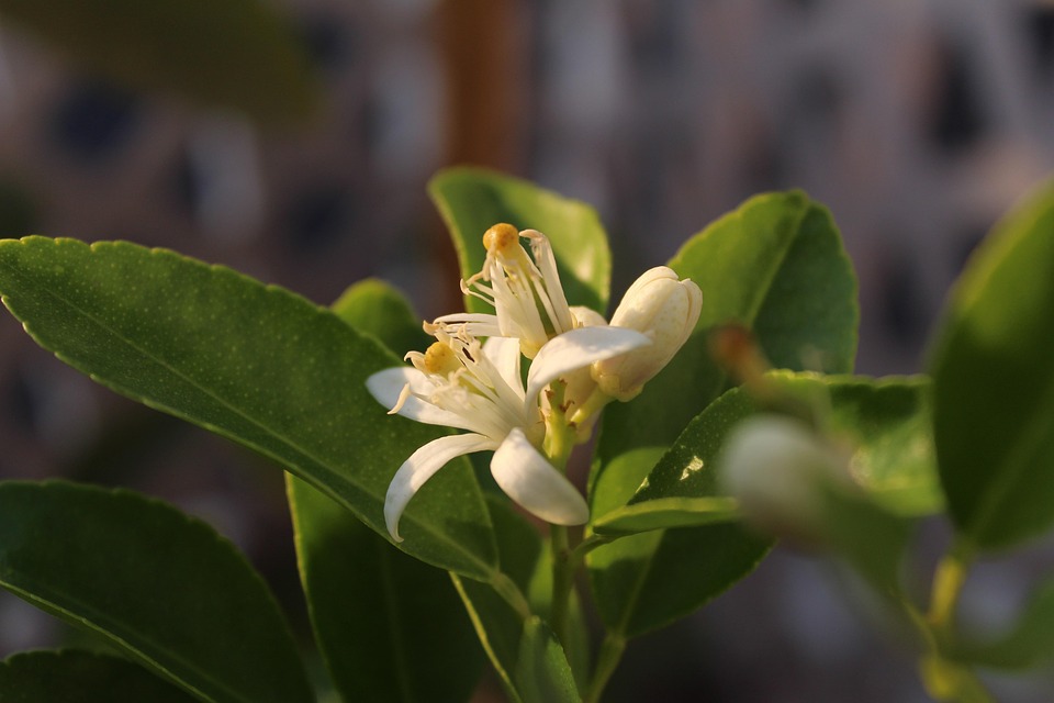 Azahar Limón Lime - Free photo on Pixabay - Pixabay