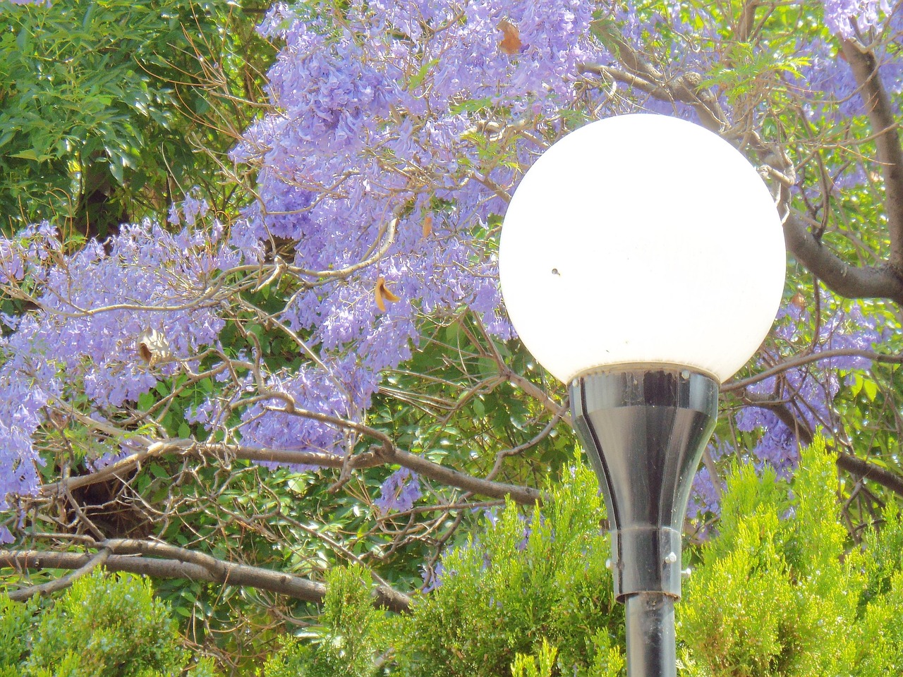 70+ Free Jacaranda & Nature Images - Pixabay