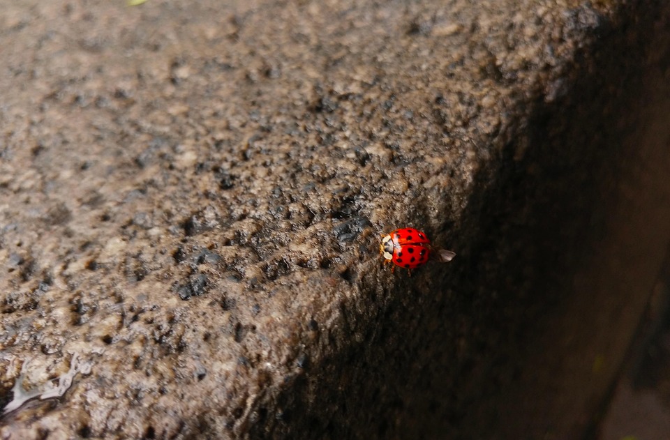 Ladybug Insect Spring - Free photo on Pixabay - Pixabay