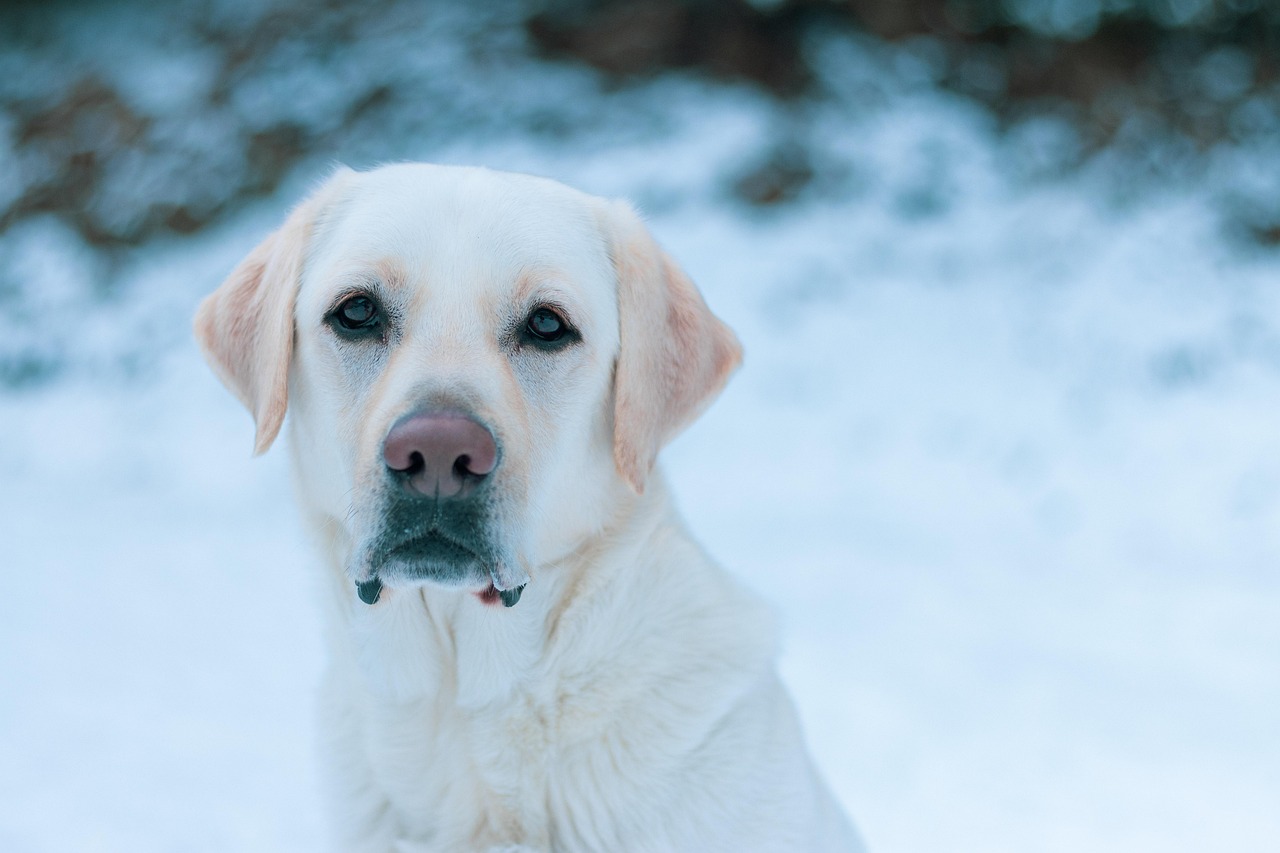 Anjing Potret Putih Binatang Dalam - Foto gratis di Pixabay - Pixabay