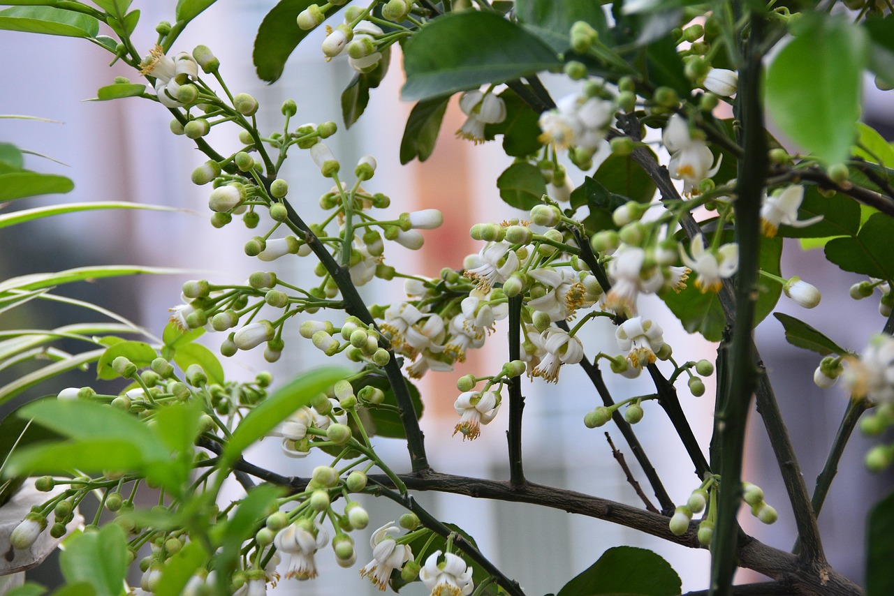 Grapefruit White Aroma - Free photo on Pixabay - Pixabay